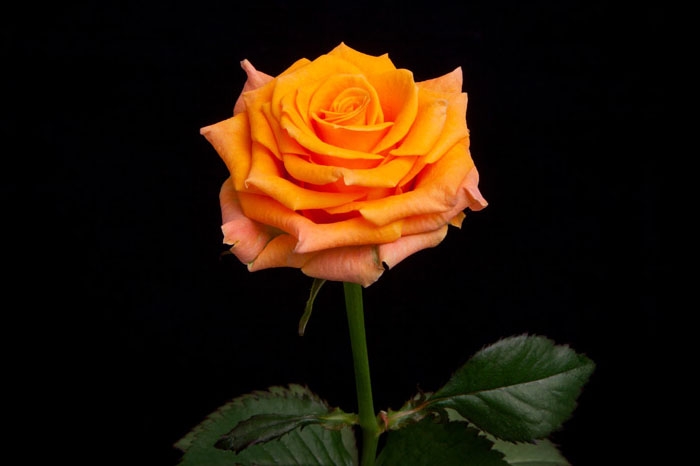 Ons uitgebreide assortiment - Van der Hulst Rozenkwekerijen